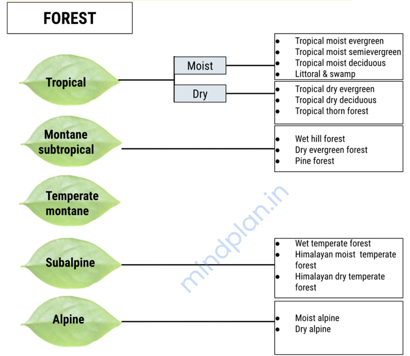 i. Indian Forest Types – mindplan.in